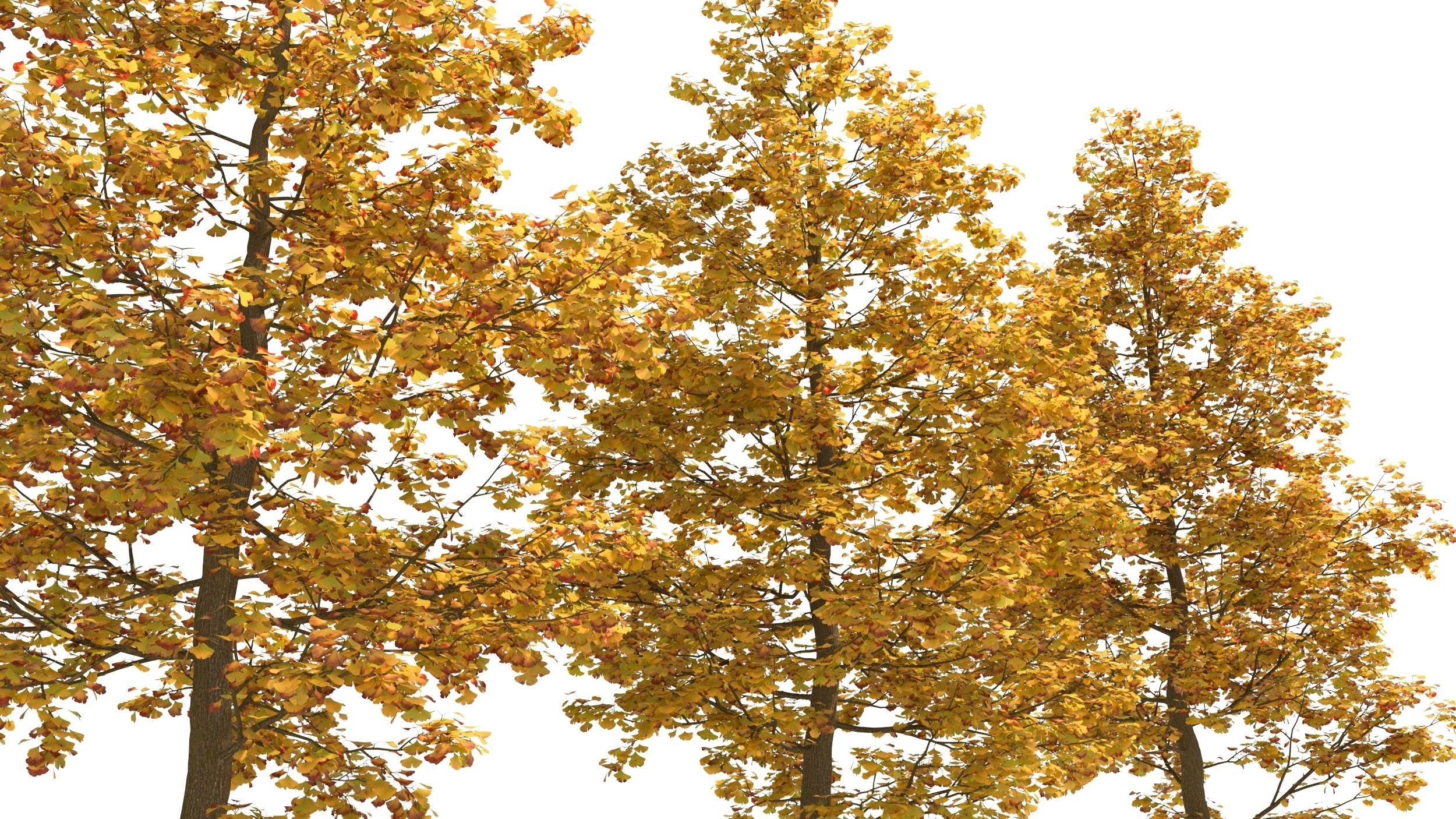 Ginkgo tree 3D model | CGTrader