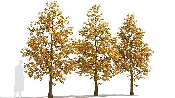 Ginkgo tree 3D model | CGTrader