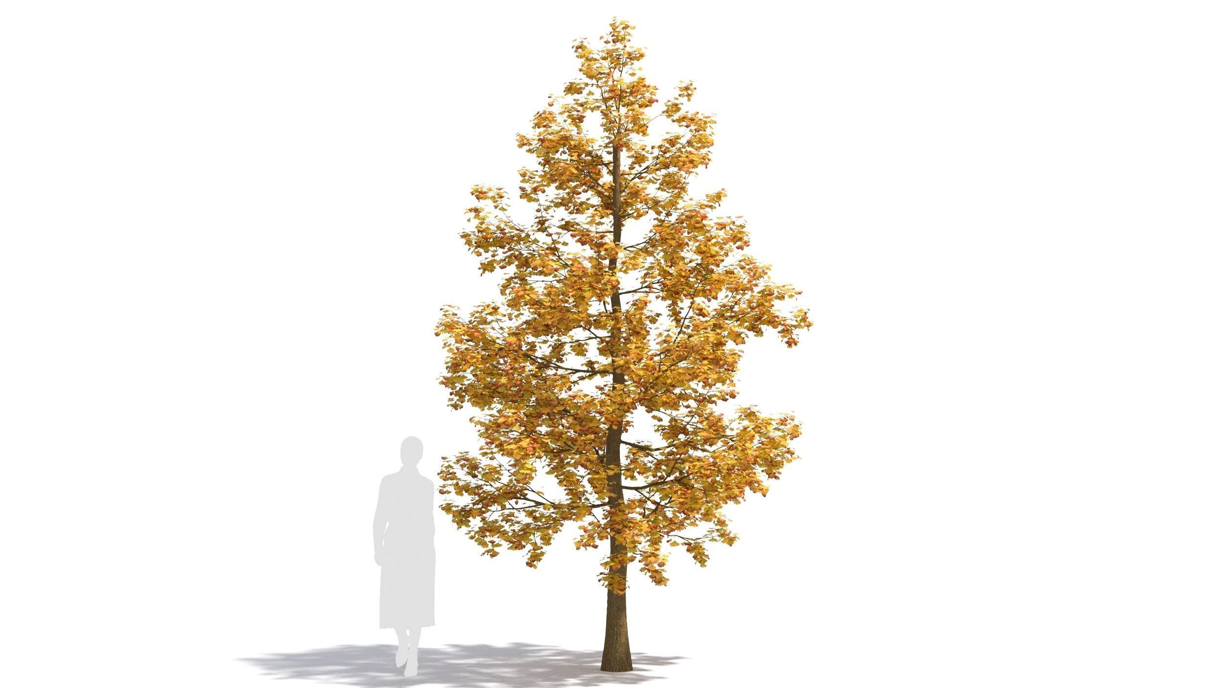 Ginkgo tree 3D model | CGTrader