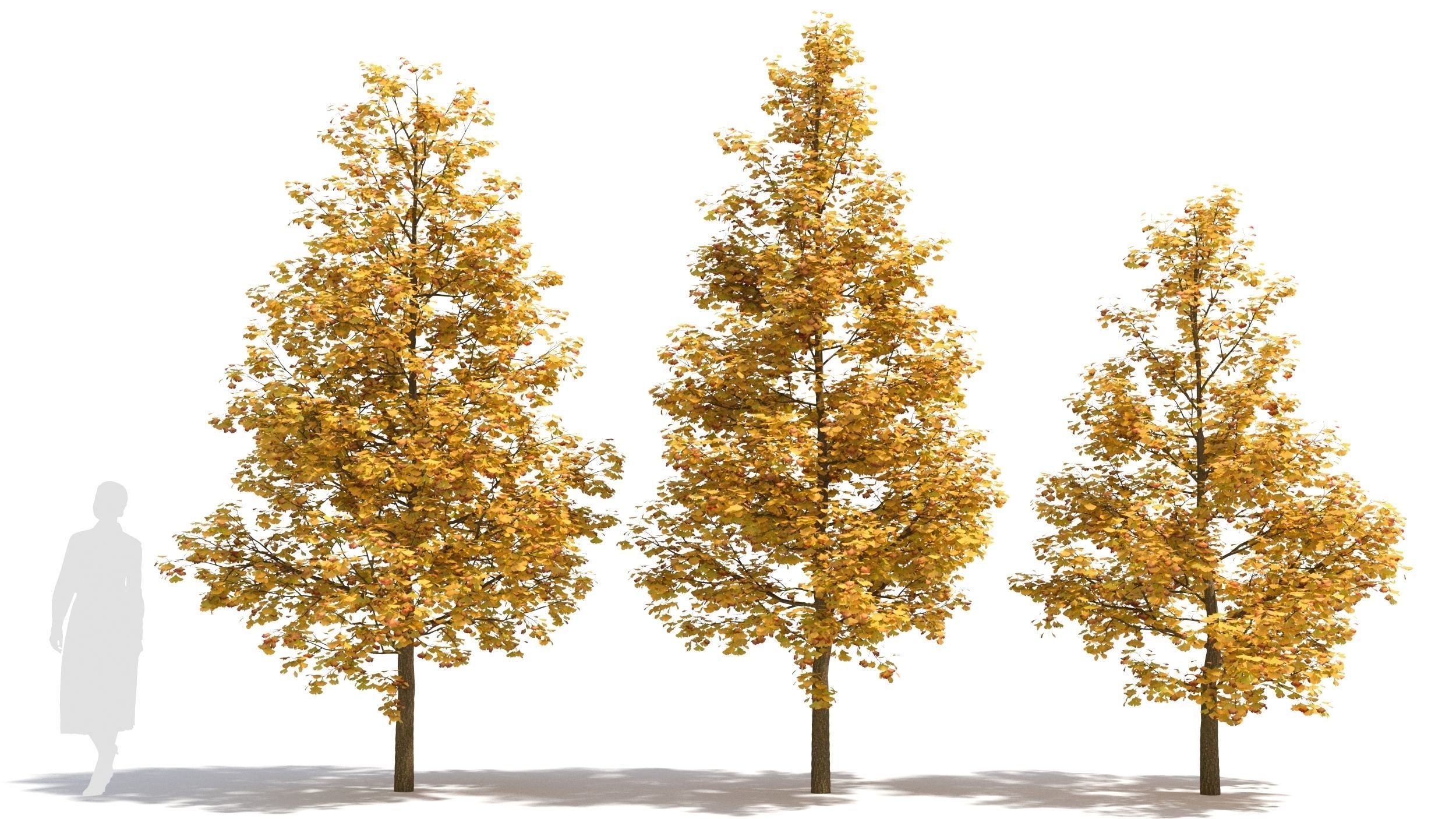 Ginkgo tree 3D model | CGTrader