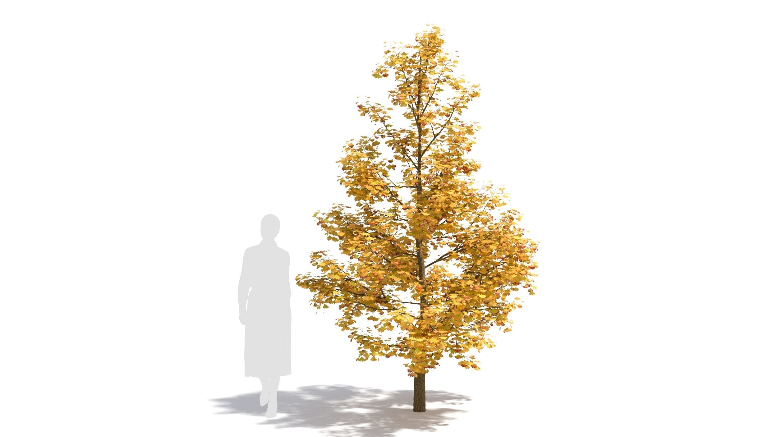 Ginkgo tree 3D model | CGTrader