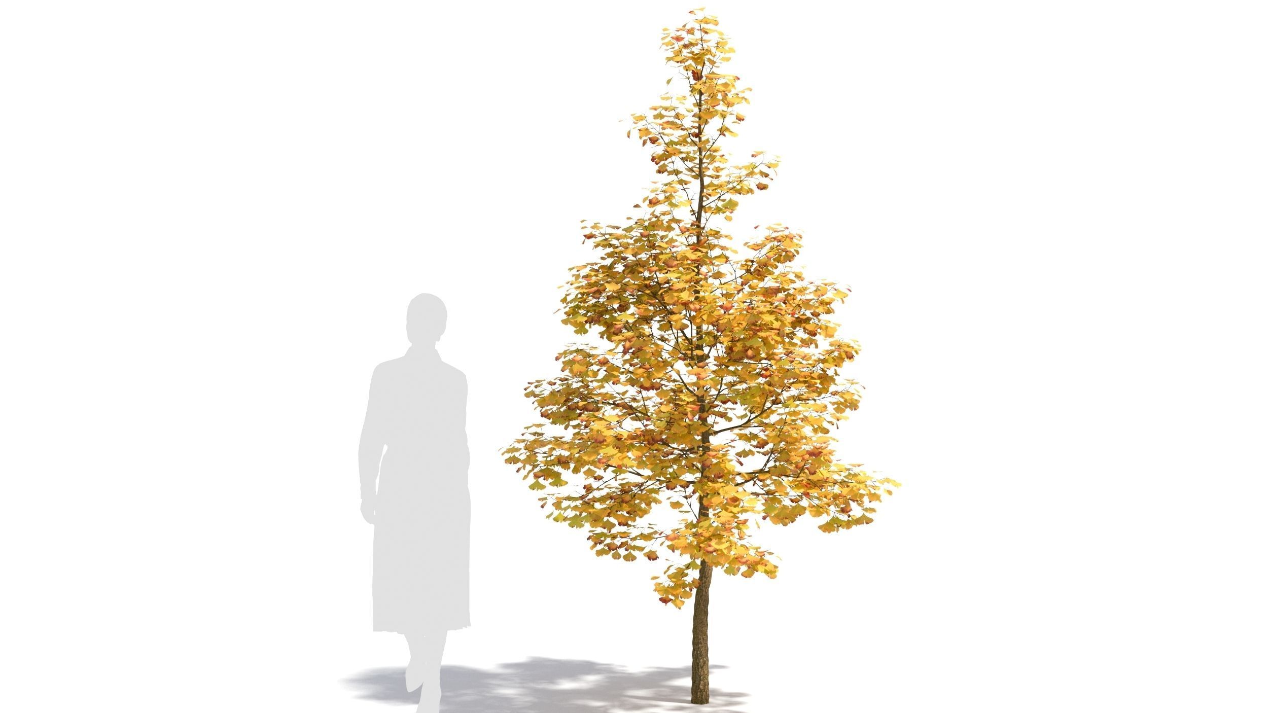 Ginkgo tree 3D model | CGTrader