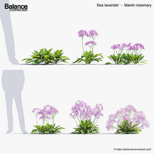 Sea lavender Marsh rosemary 3D Model 3D model | CGTrader