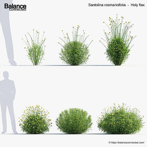 Santolina rosmarinifolia Holy flax 3D Model 01 3D model | CGTrader