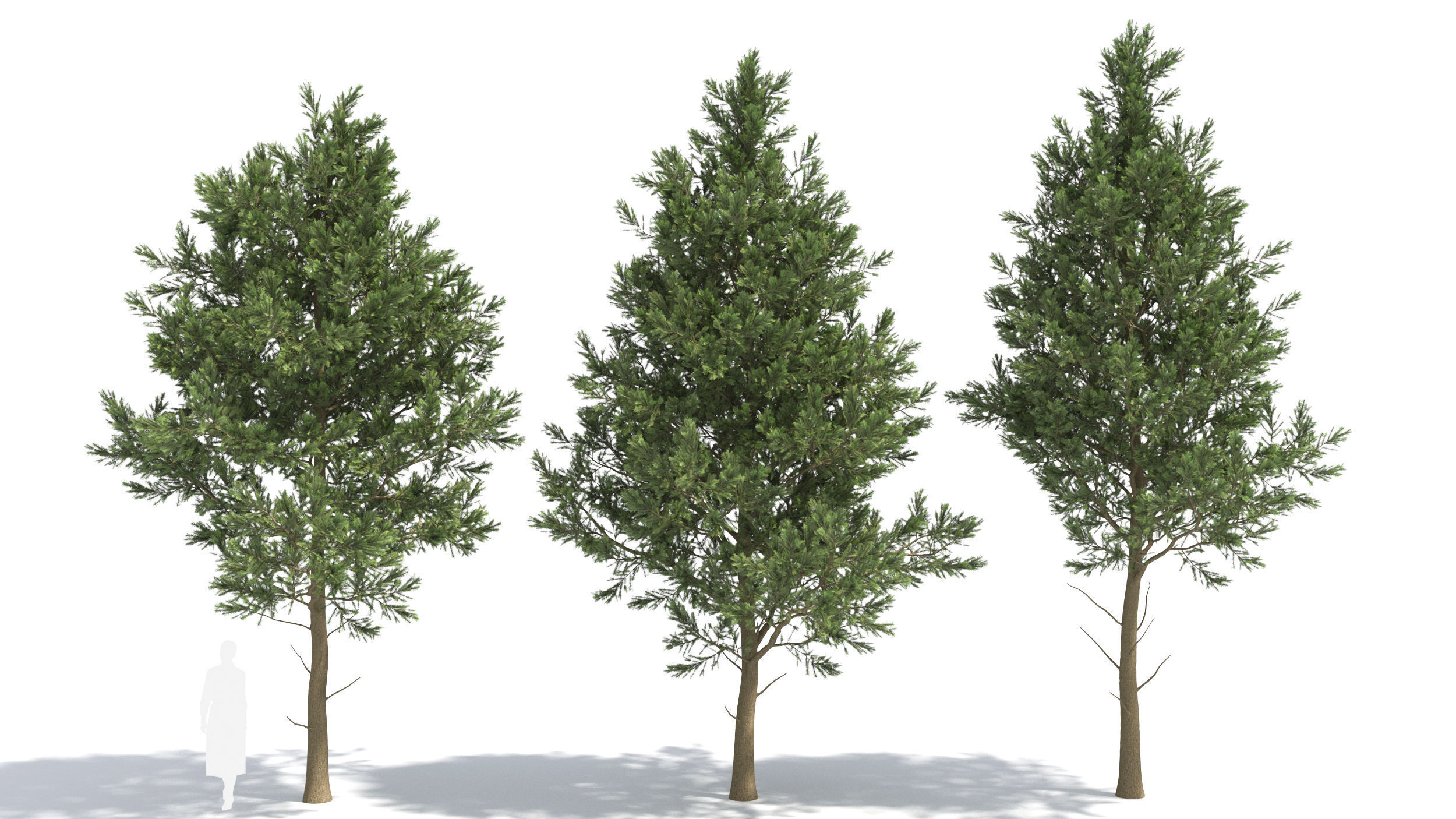 Picea 3D model | CGTrader