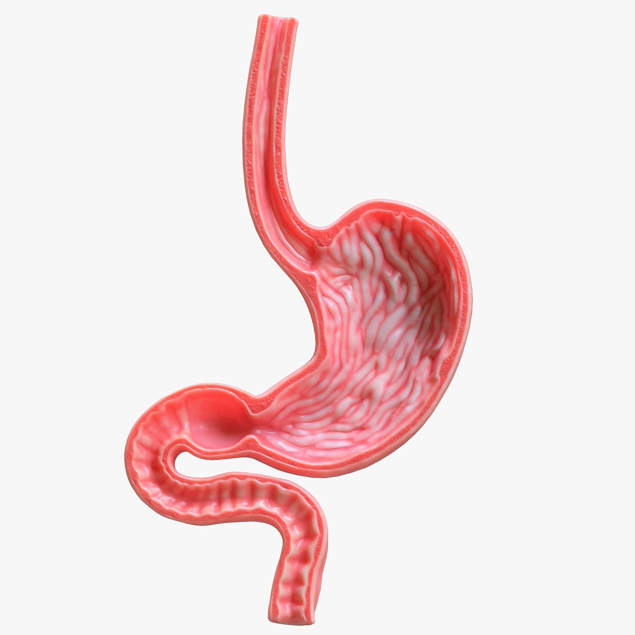 Human Stomach Bundle 3D model | CGTrader