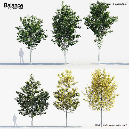 Acer campestre Field maple 3D model | CGTrader