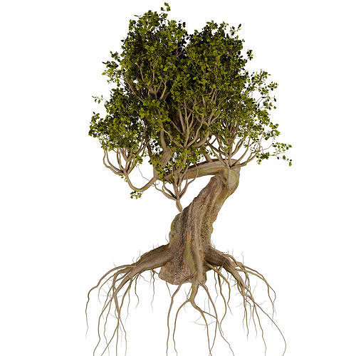 3D model Tree model VR / AR / low-poly | CGTrader