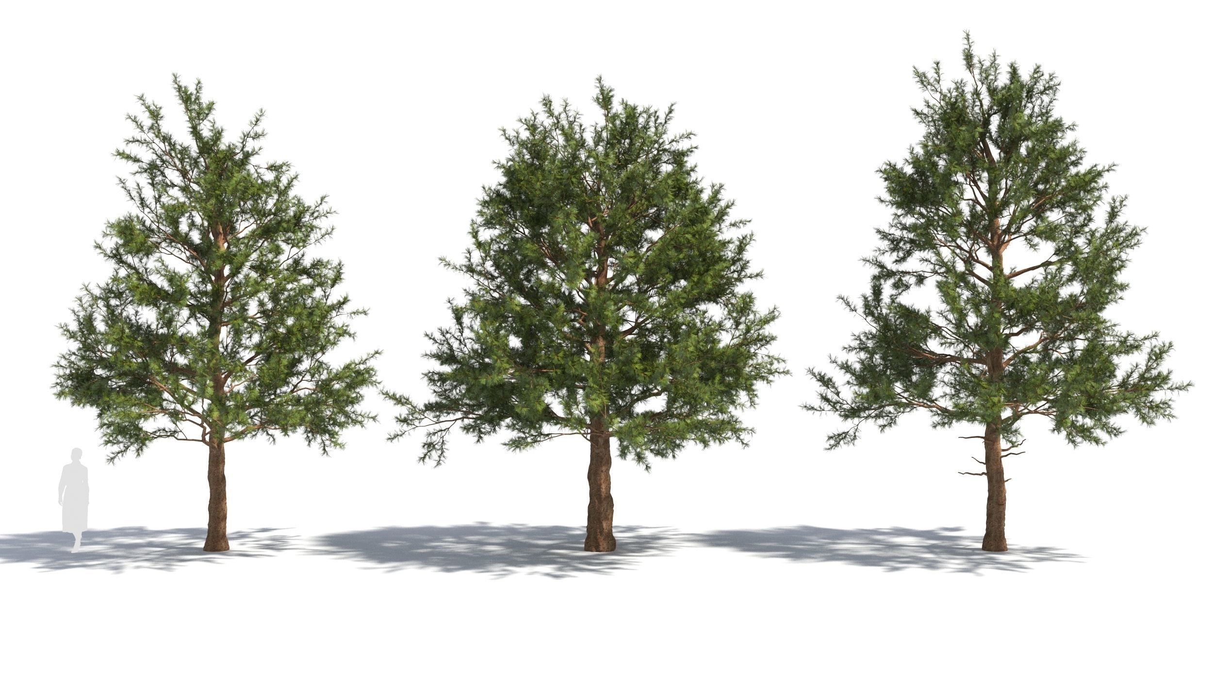 Pinus tree 3D model | CGTrader