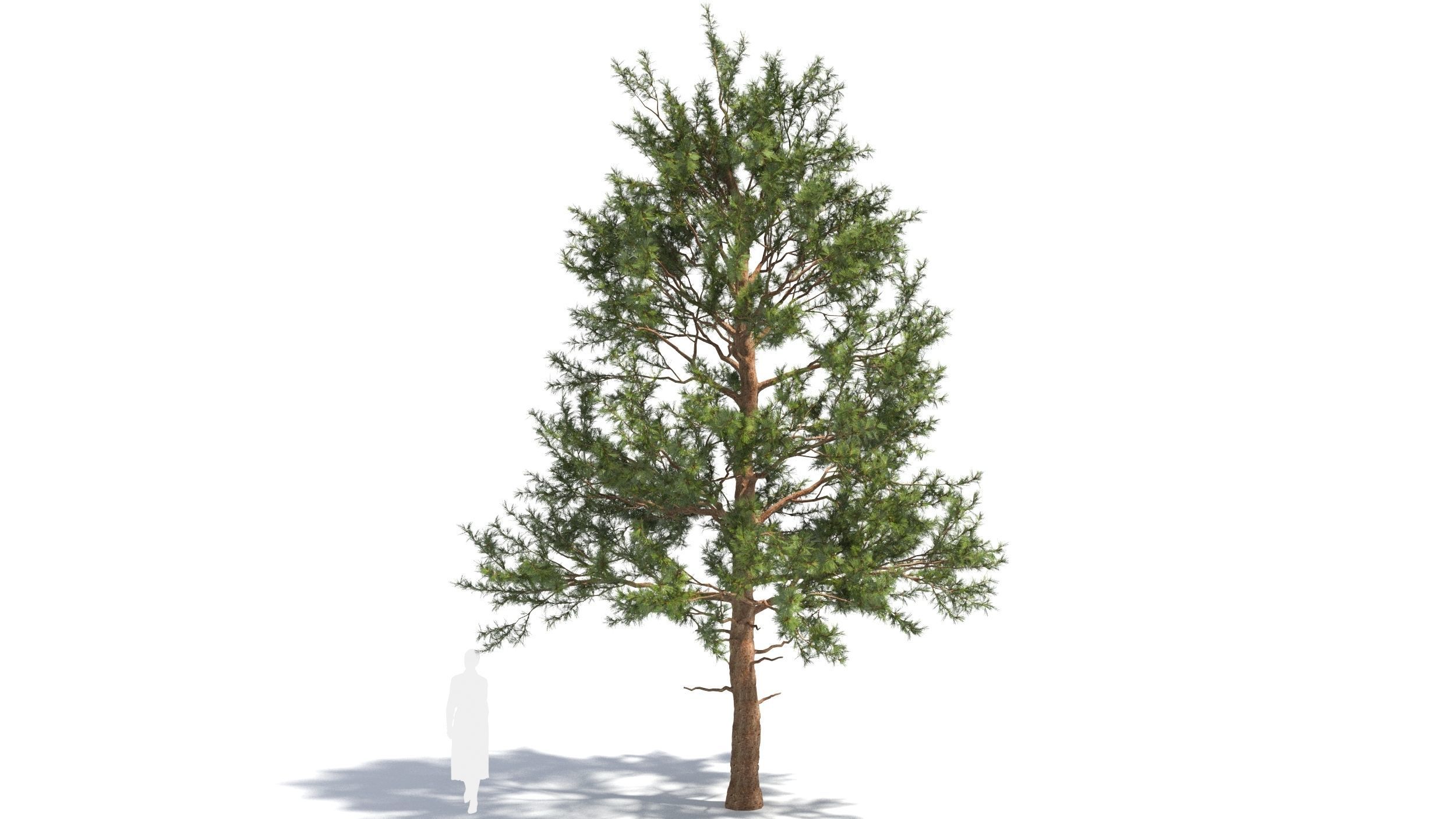 Pinus tree 3D model | CGTrader