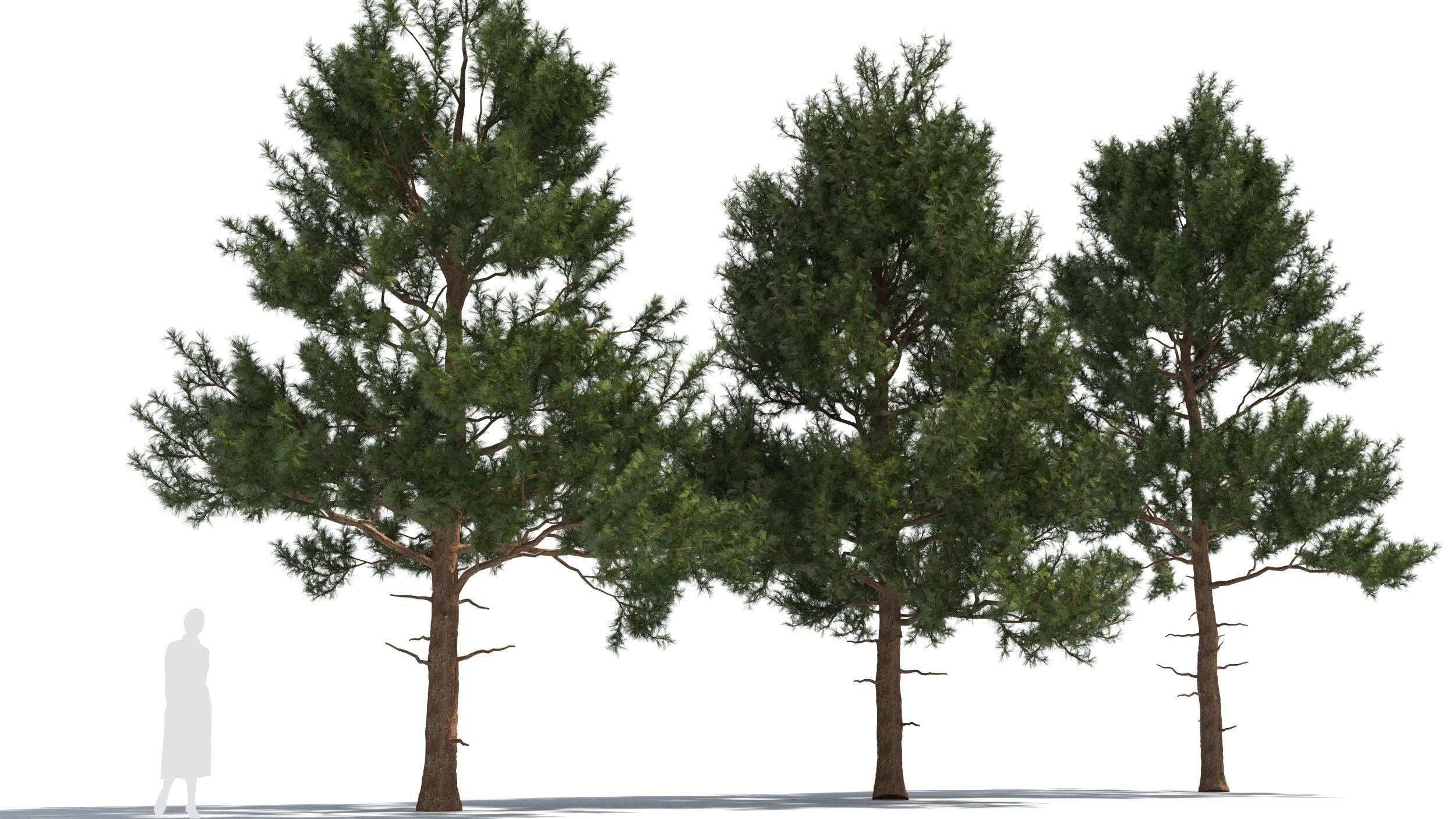 Pinus tree 3D model | CGTrader