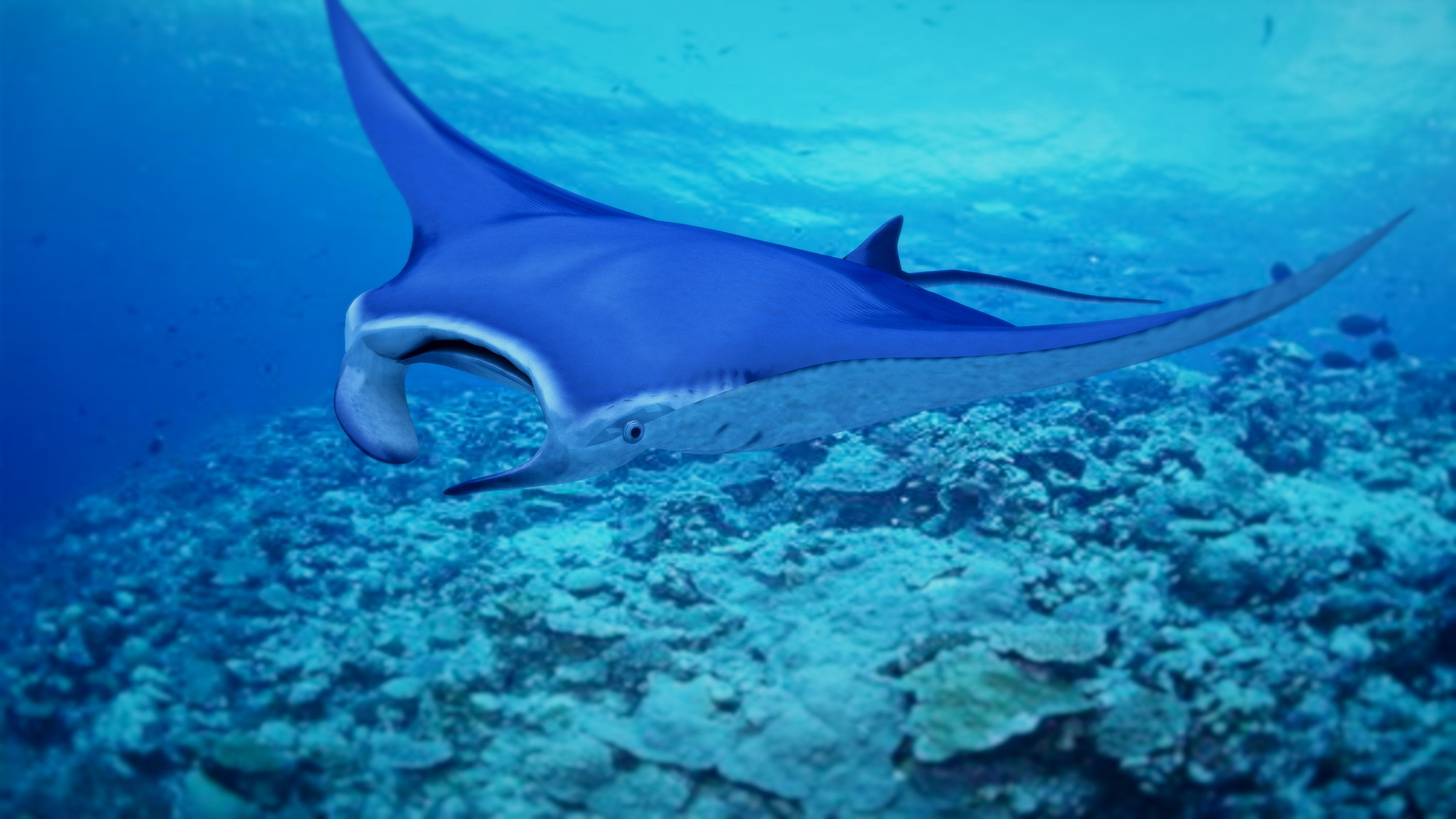 Mobula 3D model | CGTrader