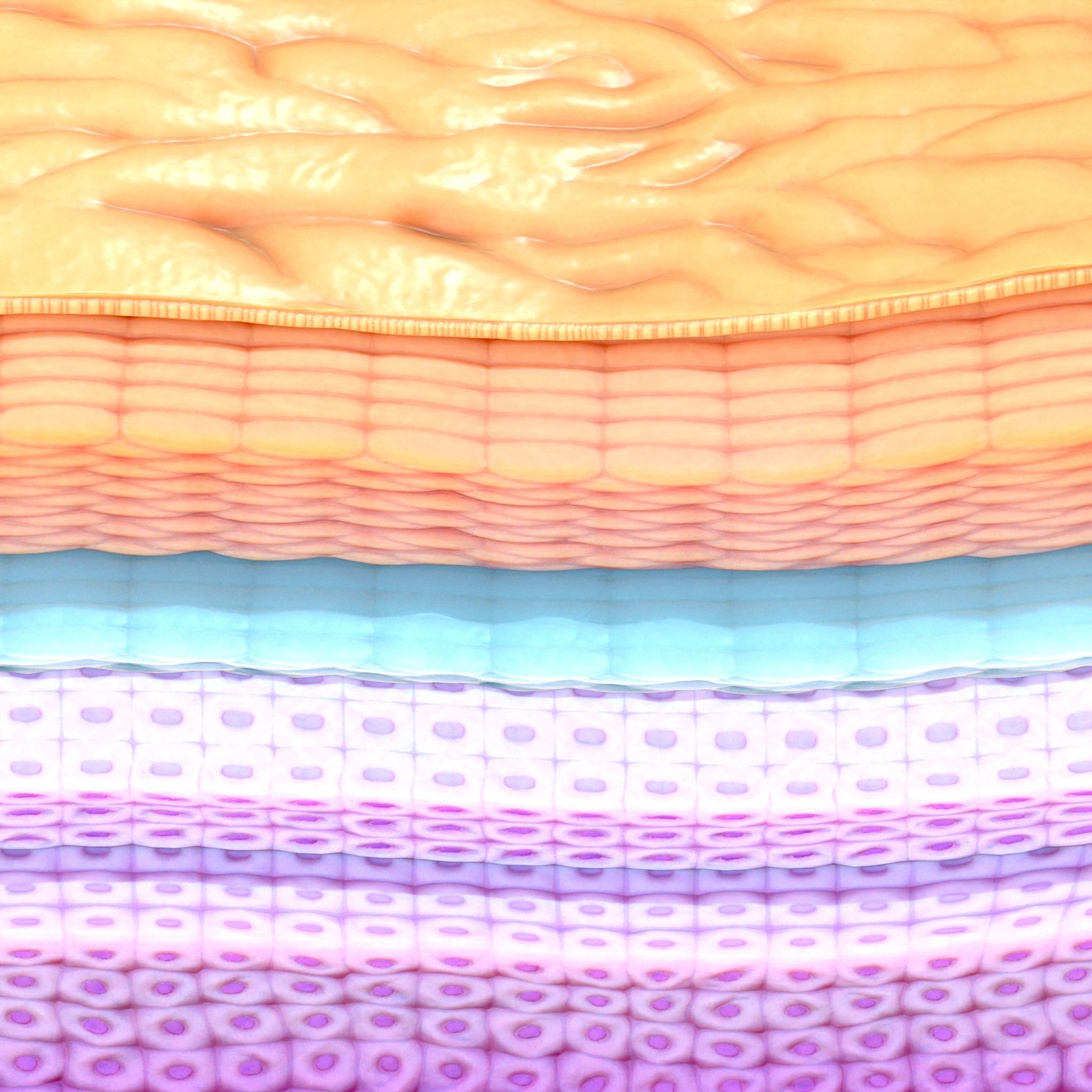 Epidermis Cross Section 3D model | CGTrader