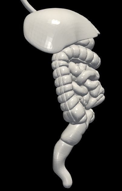 3d model of digestive system 3D model 3D printable | CGTrader