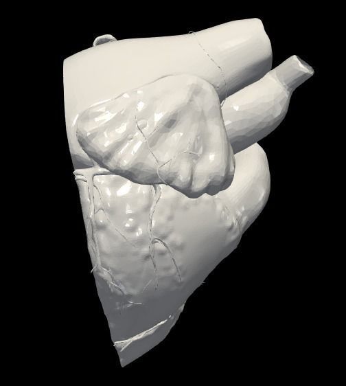 3d model of heart - apical 4 chamber plane 3D model | CGTrader