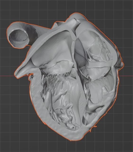 3d model of heart - apical 4 chamber plane 3D model | CGTrader