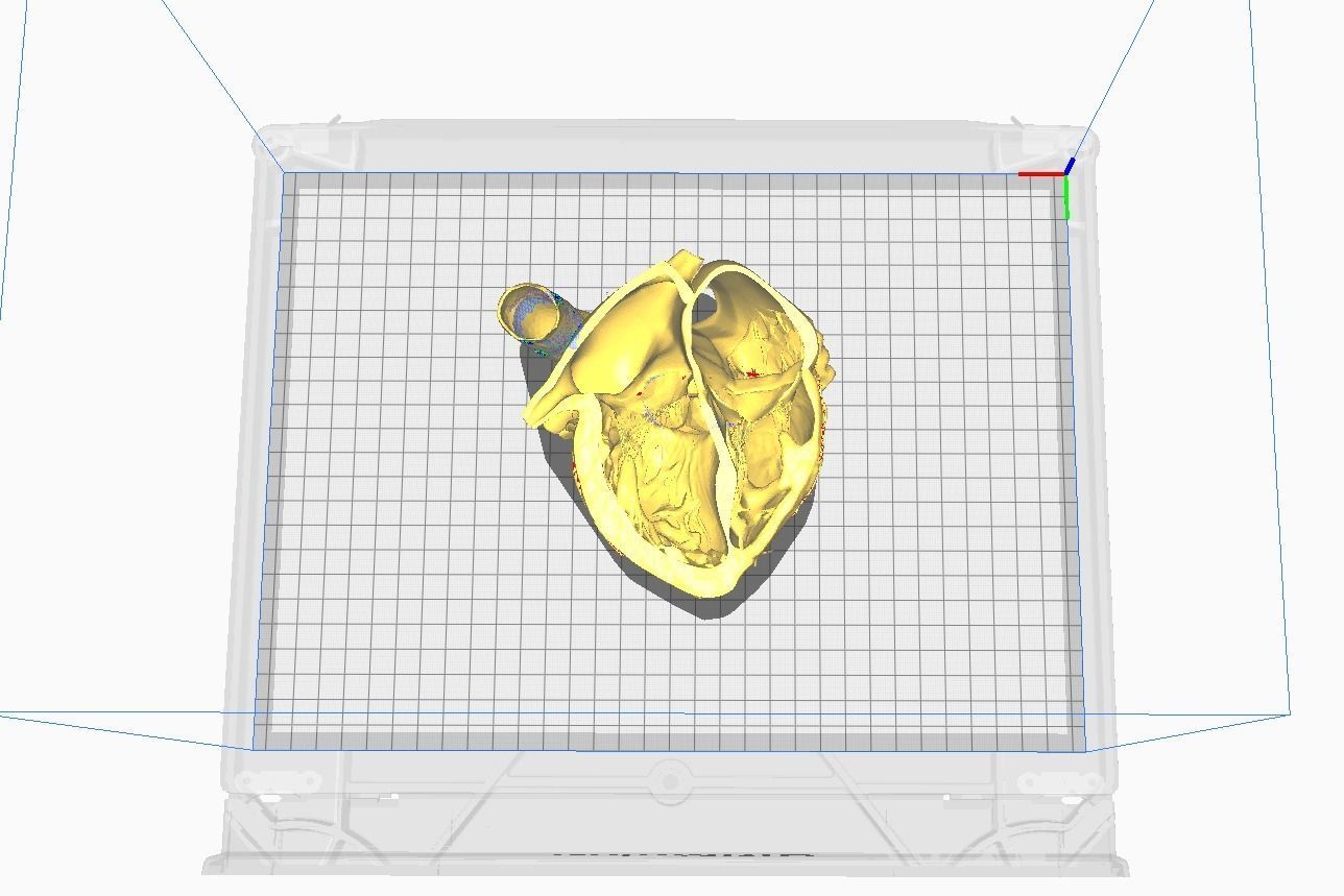 3d model of heart - apical 4 chamber plane 3D model | CGTrader