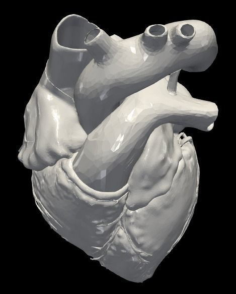 3d model of heart - apical 5 chamber plane 3D model | CGTrader