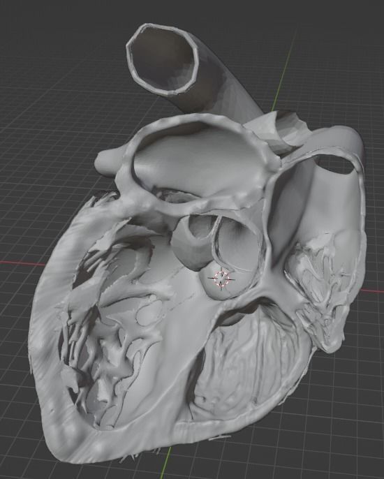 3d model of heart - apical 5 chamber plane 3D model | CGTrader