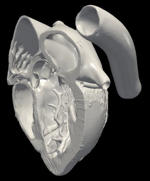 3d model of heart - apical 5 chamber plane 3D model | CGTrader