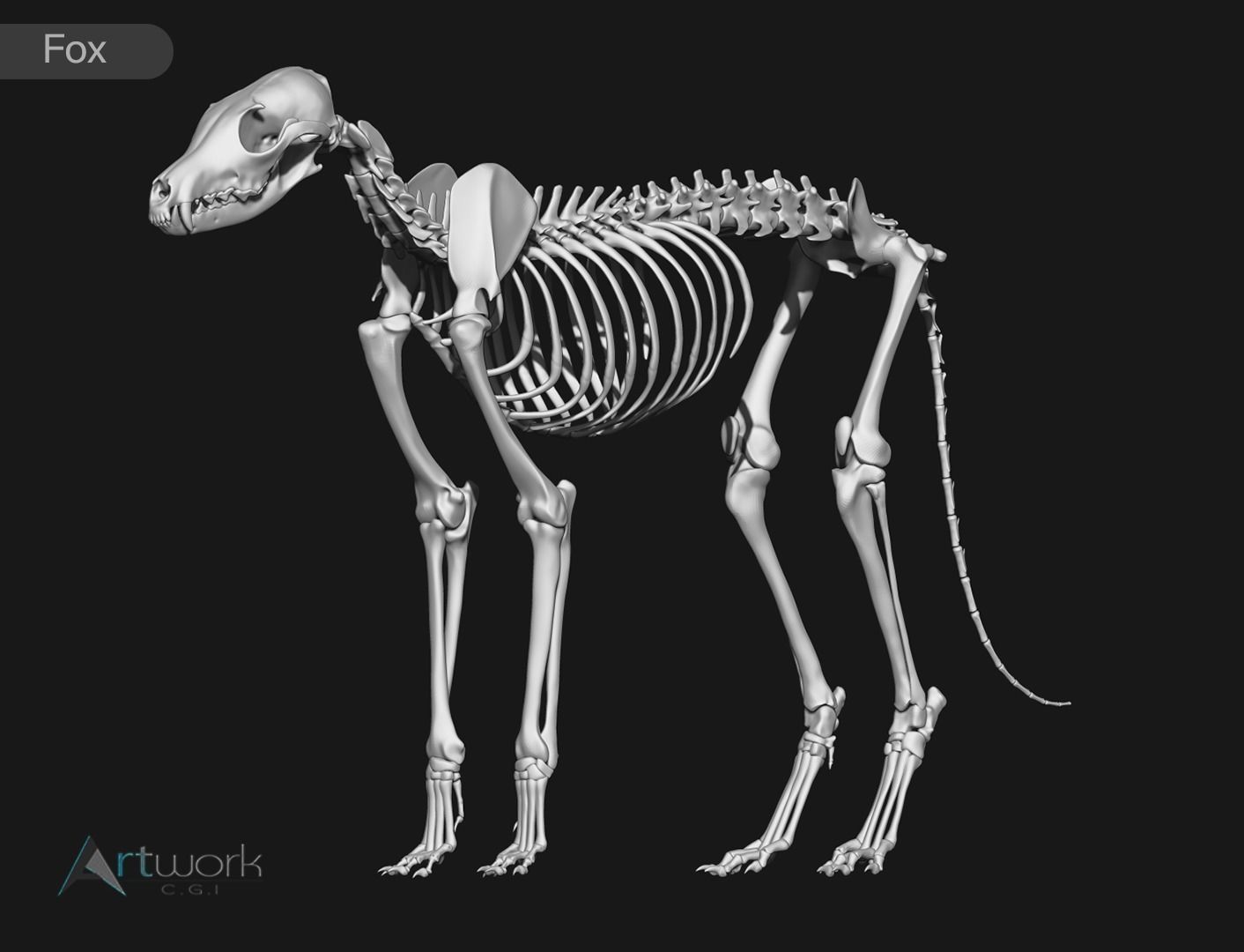 Fox skeleton 3D model | CGTrader