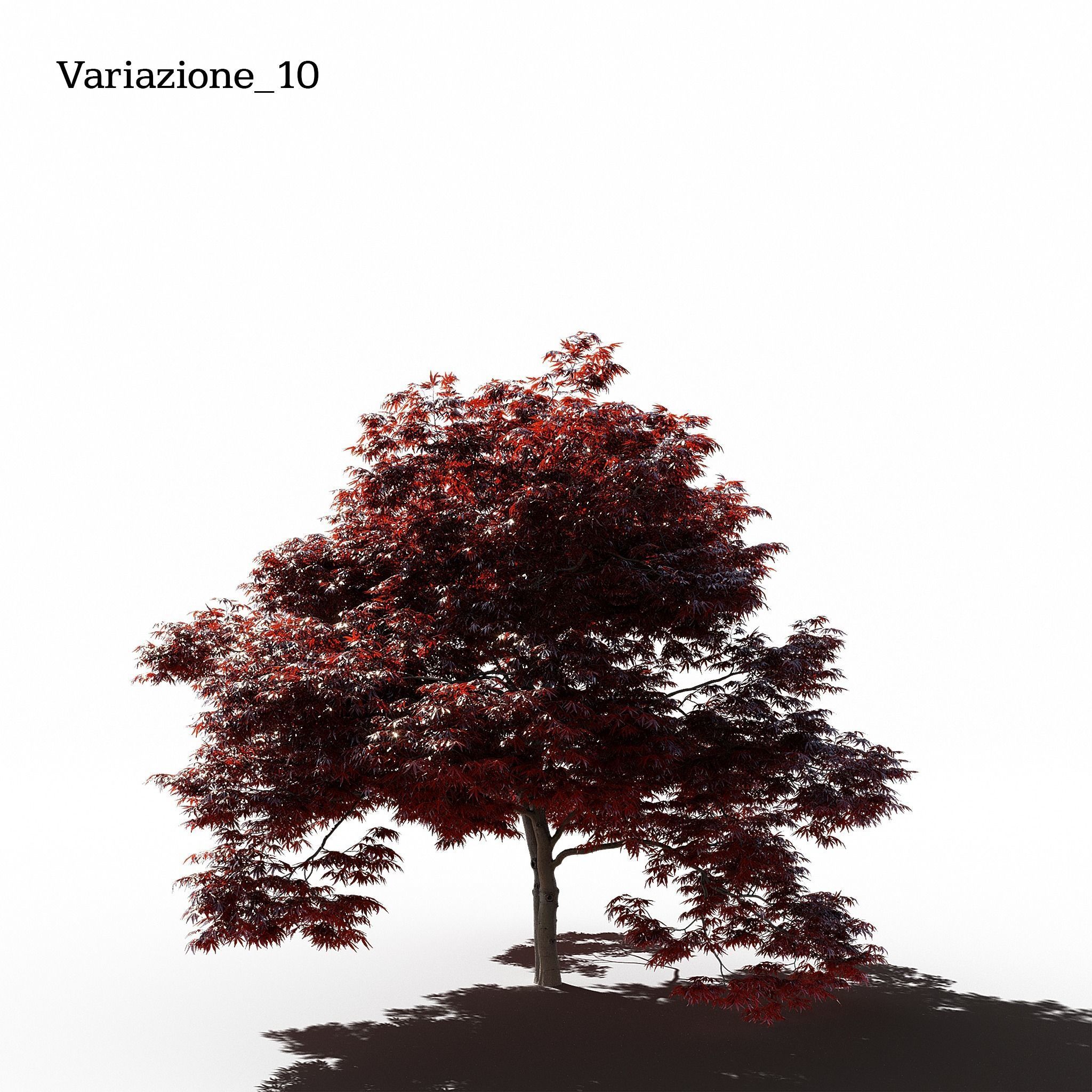 Japanese Maple Dissectum - Animated 3D model animated | CGTrader