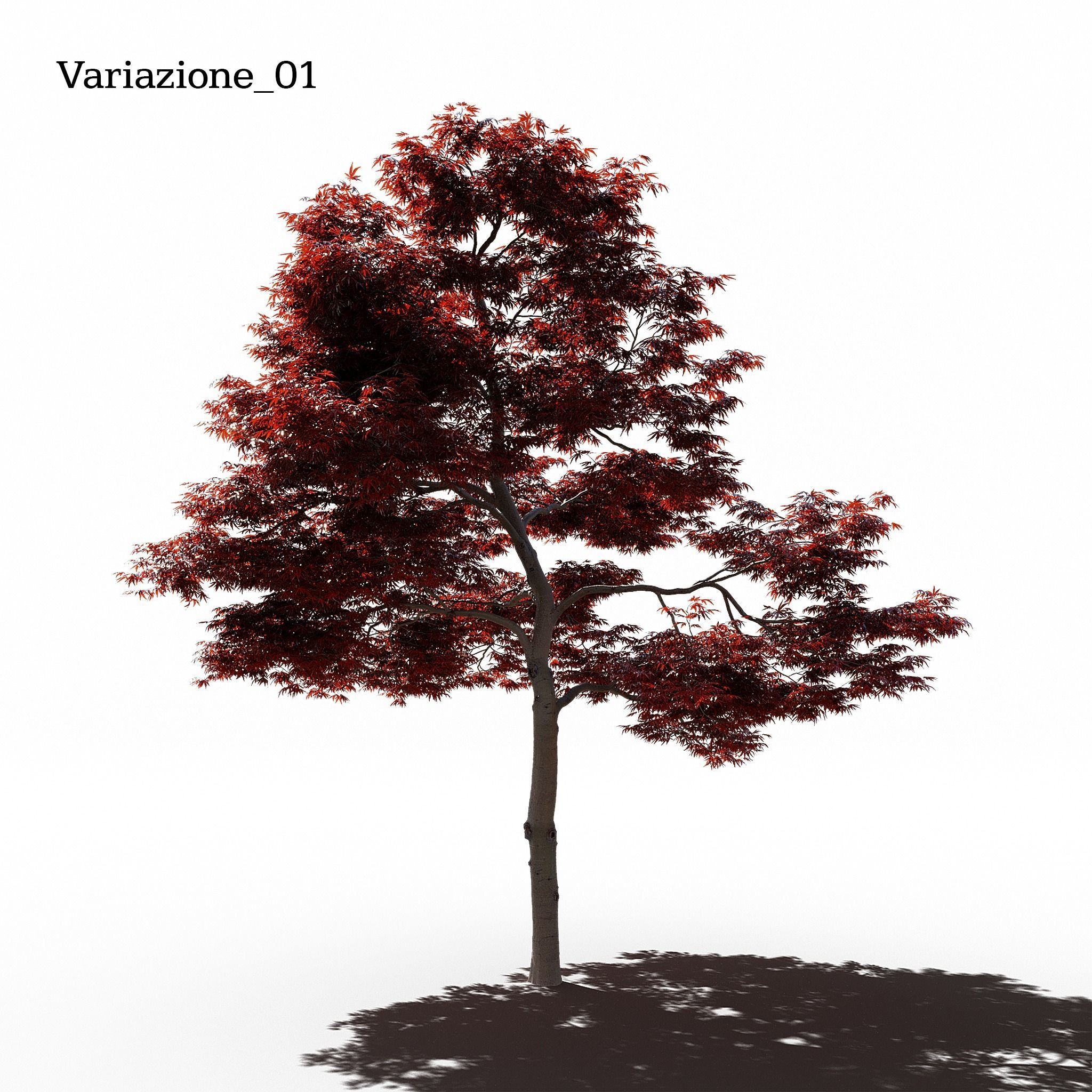 Japanese Maple Dissectum - Animated 3D model animated | CGTrader