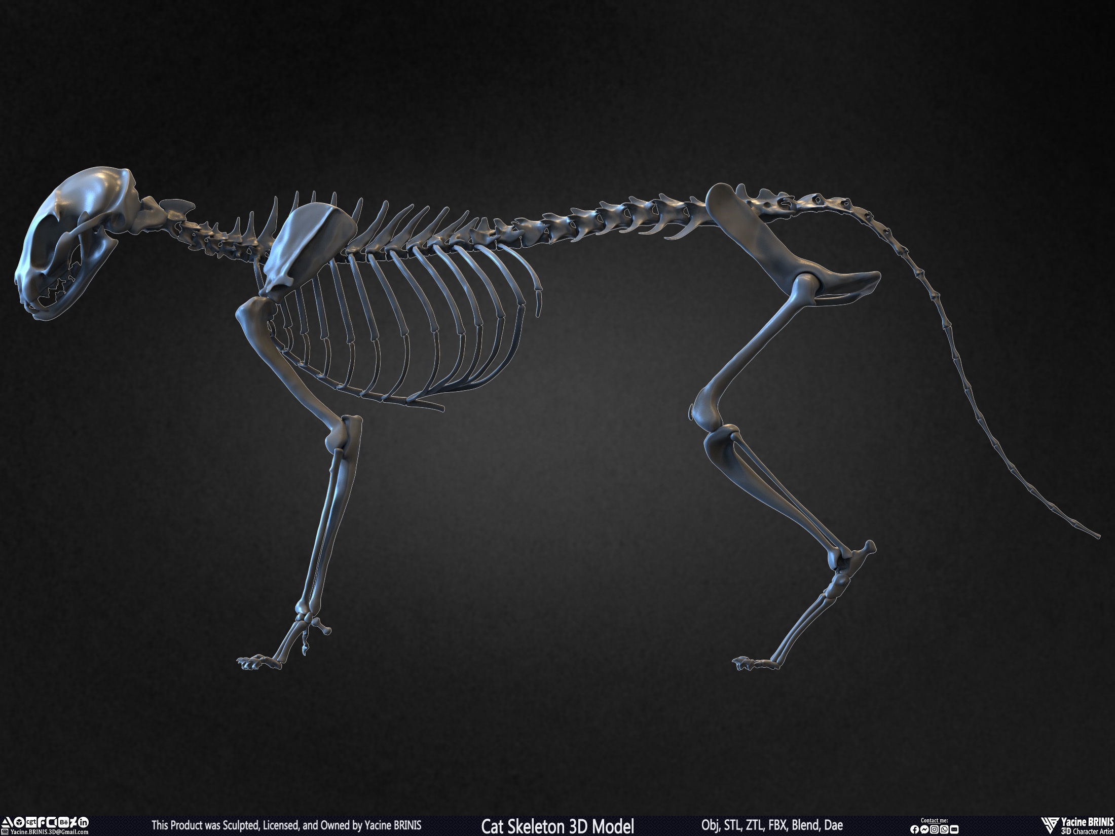 3D model Cat Skeleton 3D Model VR / AR / low-poly | CGTrader