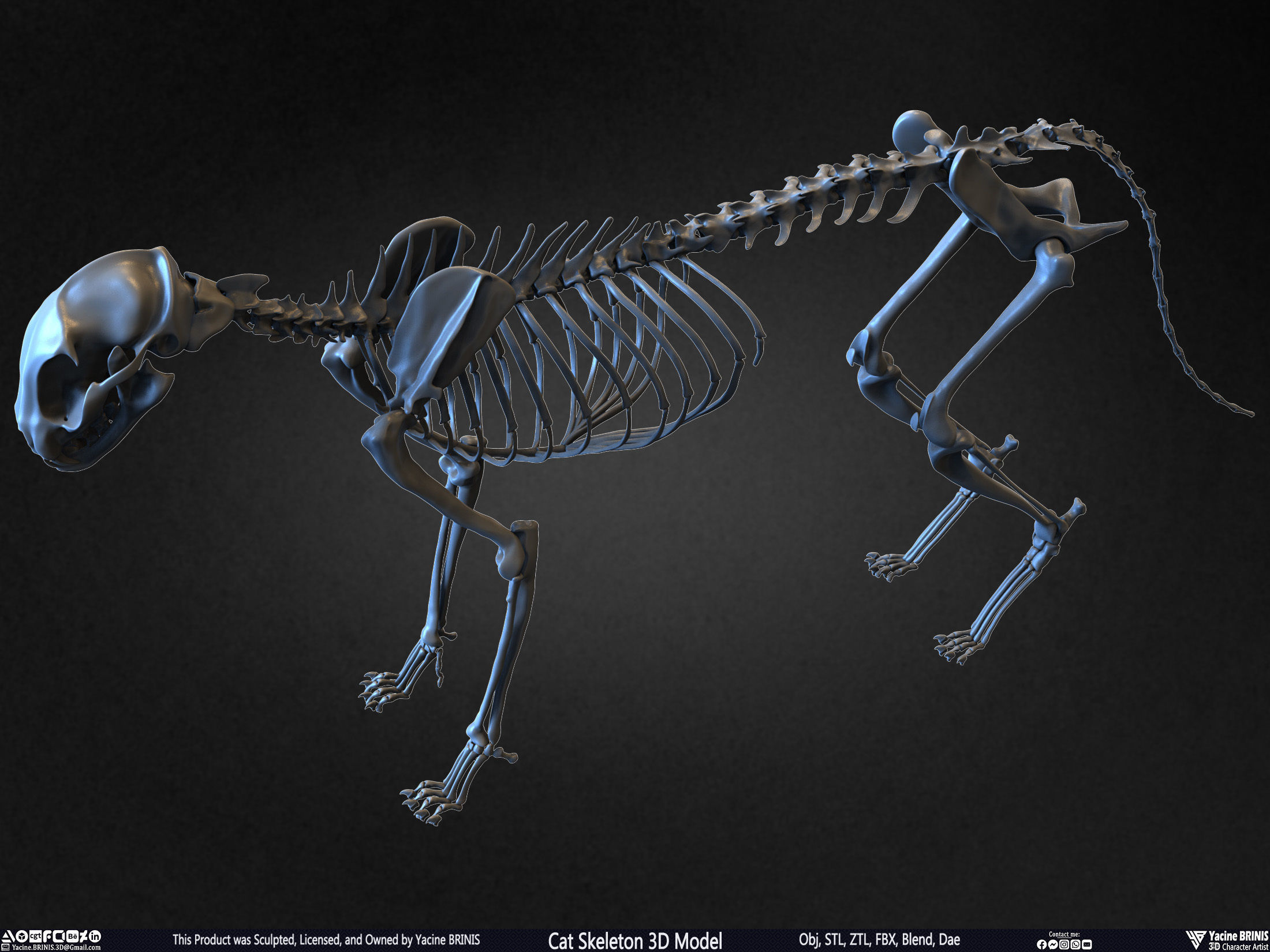 3D model Cat Skeleton 3D Model VR / AR / low-poly | CGTrader