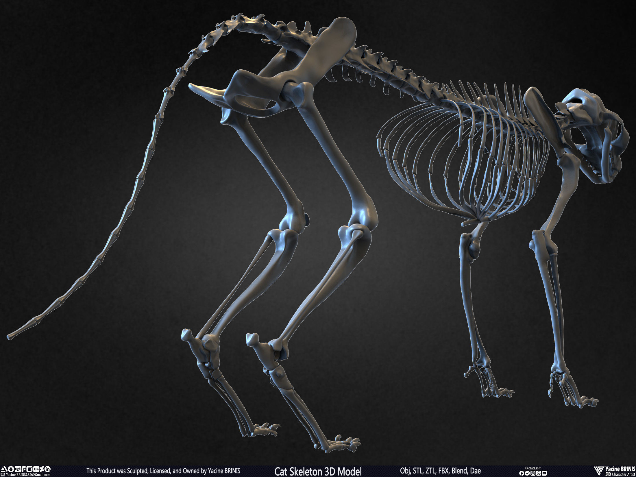 3D model Cat Skeleton 3D Model VR / AR / low-poly | CGTrader