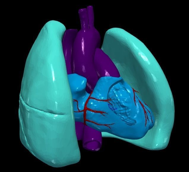 3d model of heart and lungs 3D model | CGTrader