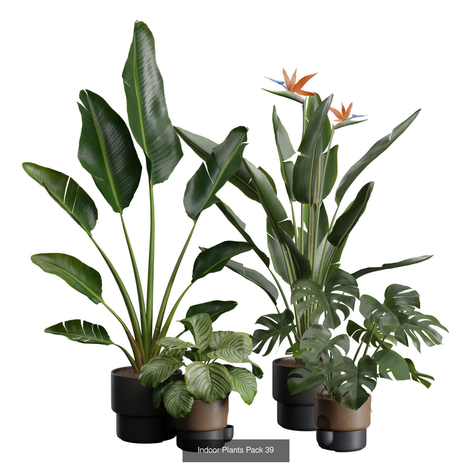 Indoor Plants Collection 06 | CGTrader