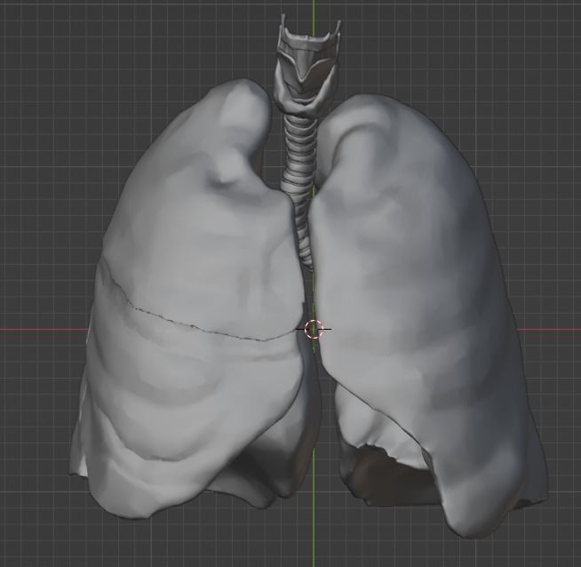 3d model of the lungs airways 3D model | CGTrader