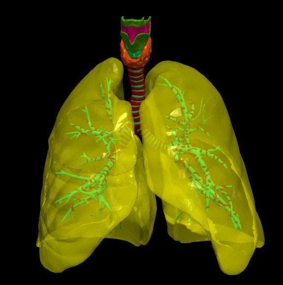 3d model of the lungs airways 3D model | CGTrader