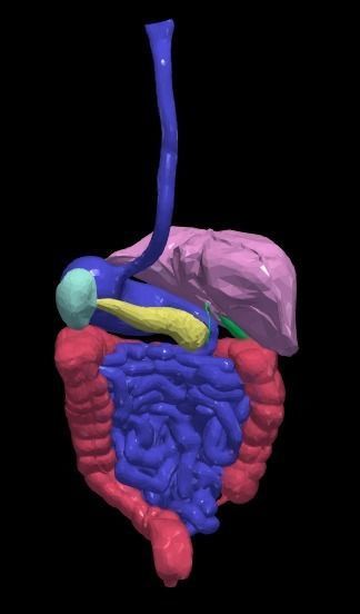 3d model of gastrointestinal tract 3D model | CGTrader