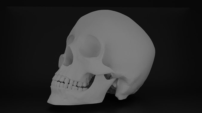 Scanned human skull 3D model 3D printable | CGTrader