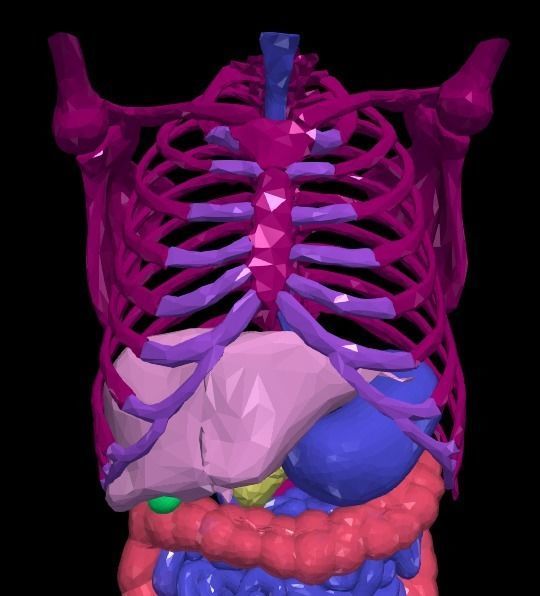 3d model of gastrointestinal tract with bones 3D model | CGTrader