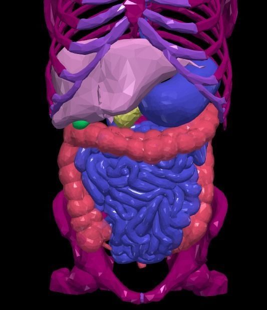 3d model of gastrointestinal tract with bones 3D model | CGTrader