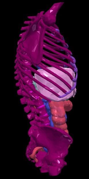 3d model of gastrointestinal tract with bones 3D model | CGTrader