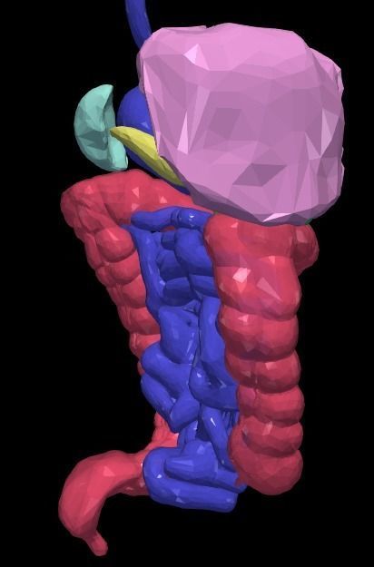 3d model of gastrointestinal tract with bones 3D model | CGTrader