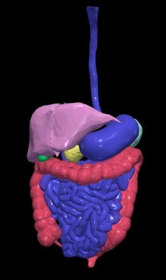 3d model of gastrointestinal tract with bones 3D model | CGTrader