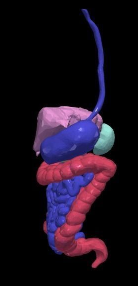 3d model of gastrointestinal tract with bones 3D model | CGTrader