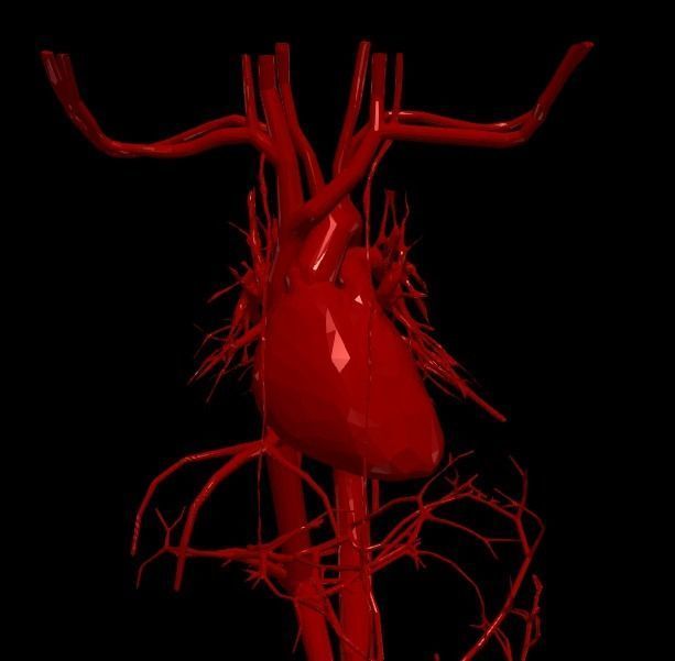 3d model of heart and cardiovascular system 3D model 3D printable ...