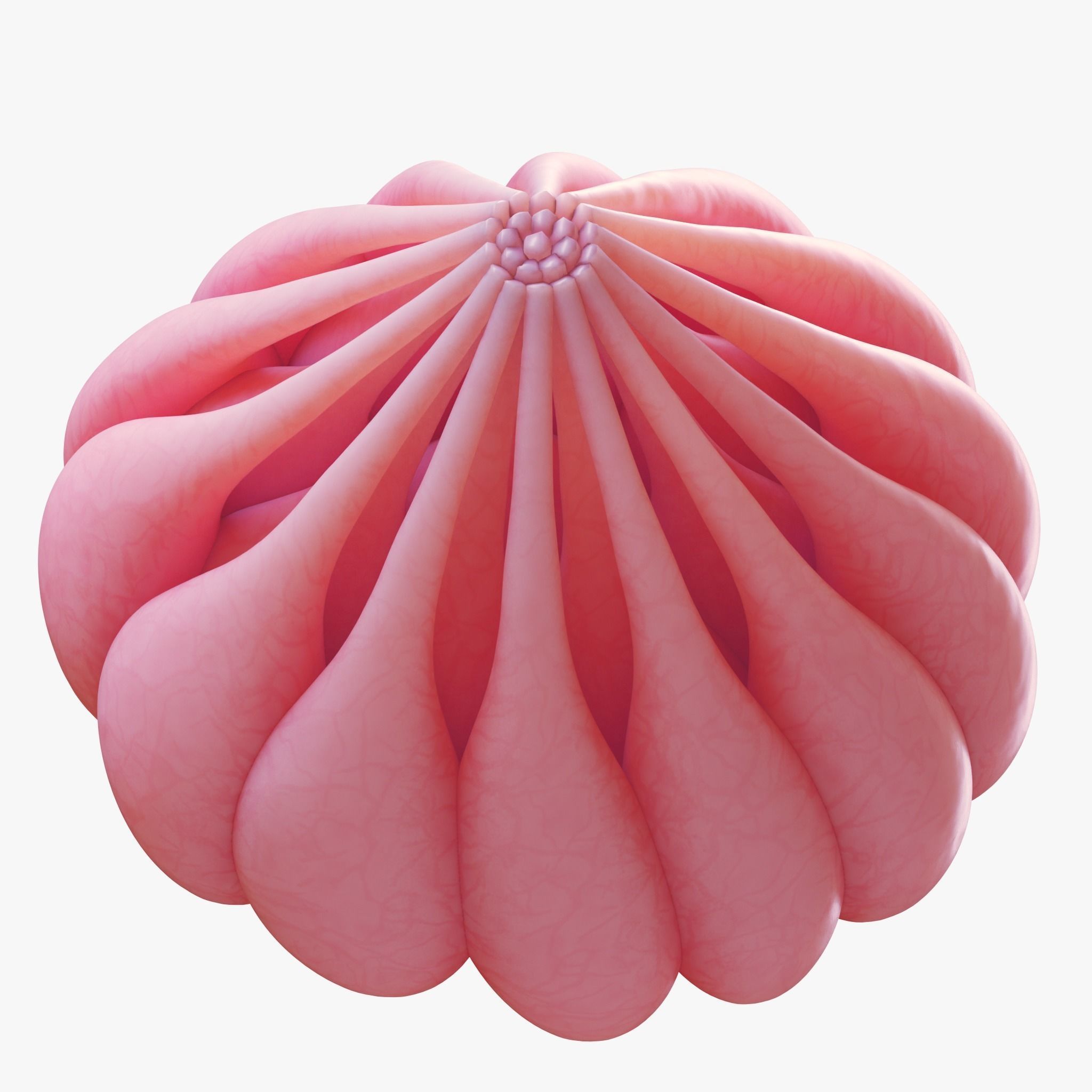 Mammary Gland Anatomy 3D model | CGTrader