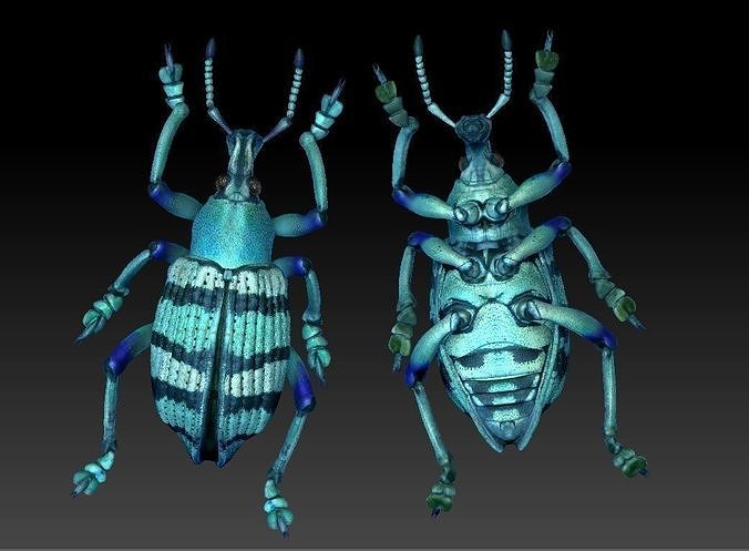 beetle weevil 3D model 3D printable | CGTrader