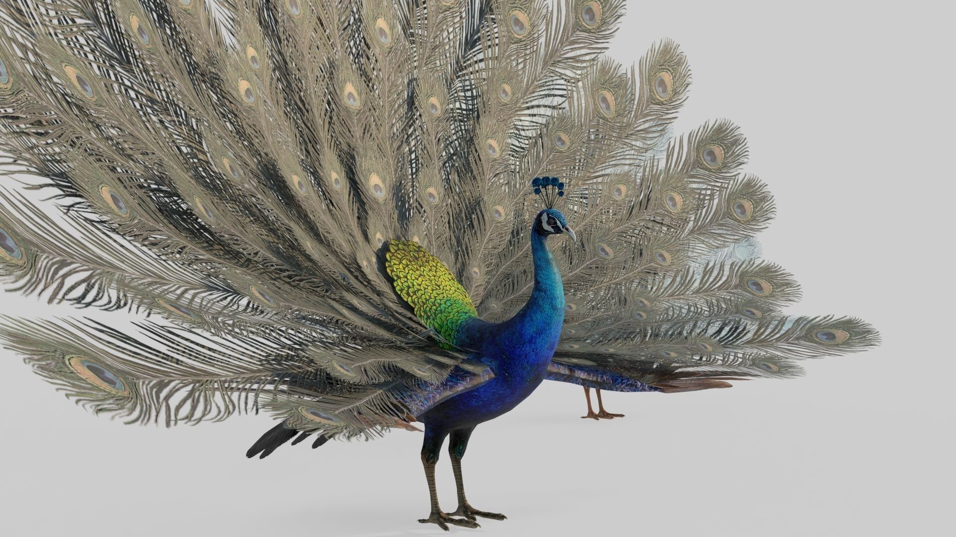 Animal peacock 3D model | CGTrader