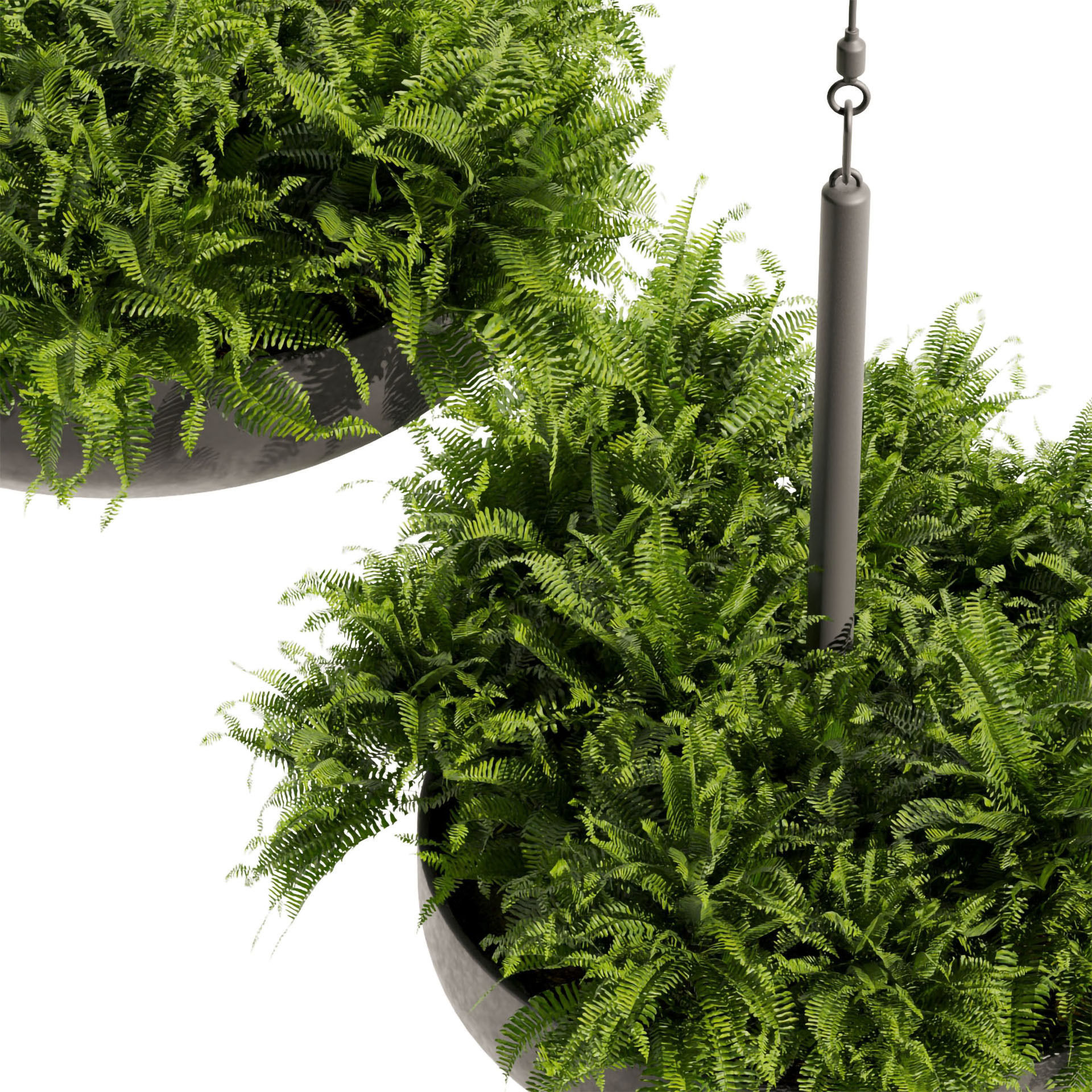 Collection plant vol 481 - fern - ampelous - hanging 3D model | CGTrader