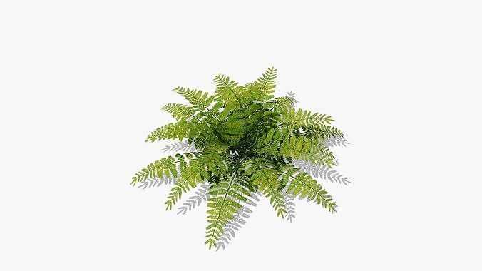3D model Fern Tree v2 VR / AR / low-poly | CGTrader