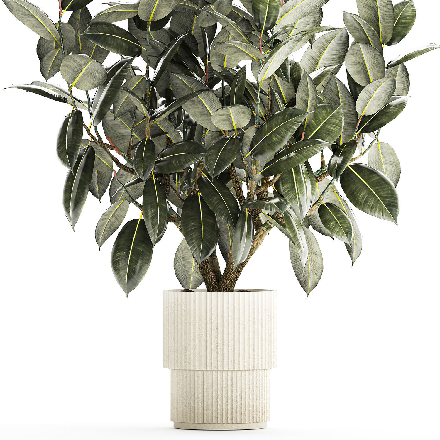 Beautiful Ficus Elastica Tree In A Flower Pot 1260 3D model | CGTrader