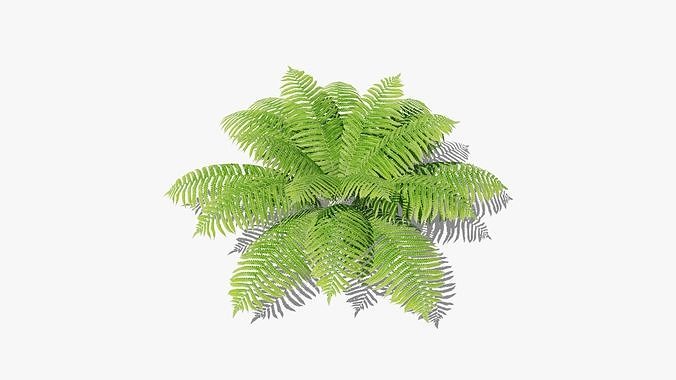 3D model Fern Tree v3 VR / AR / low-poly | CGTrader